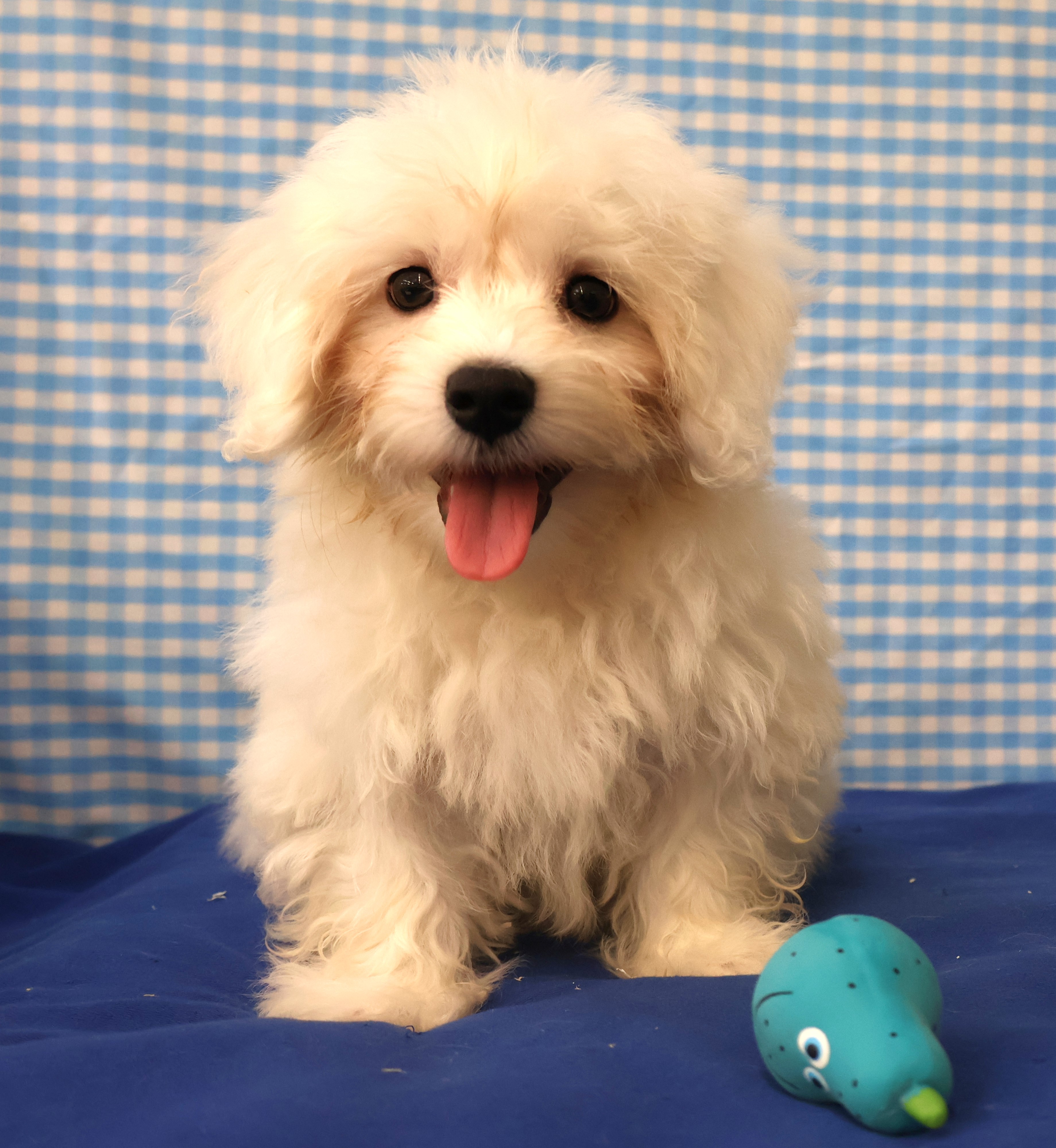 Maltezer | Hondenfokker Houssin Kuurne | Puppy’s te koop, pup te koop ...