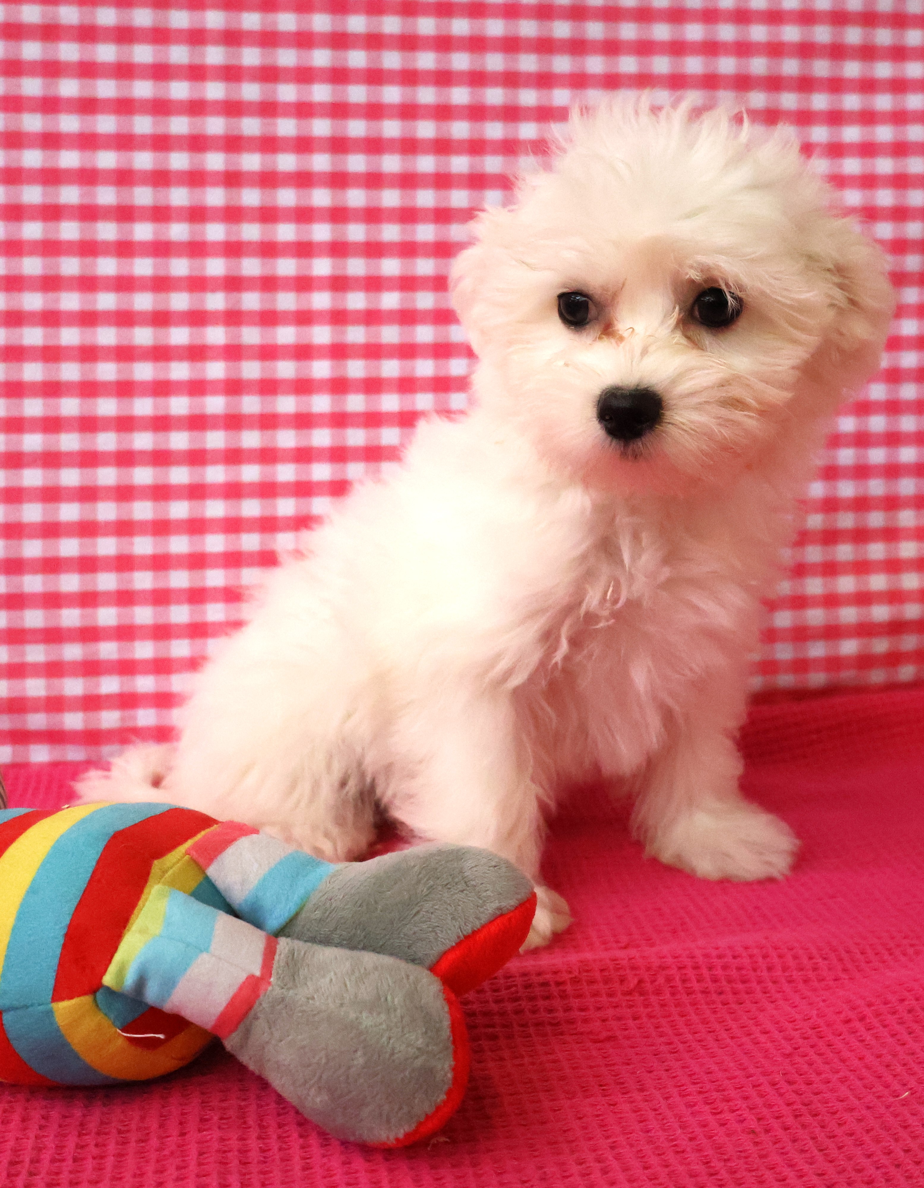 Maltezer | Hondenfokker Houssin Kuurne | Puppy’s te koop, pup te koop ...