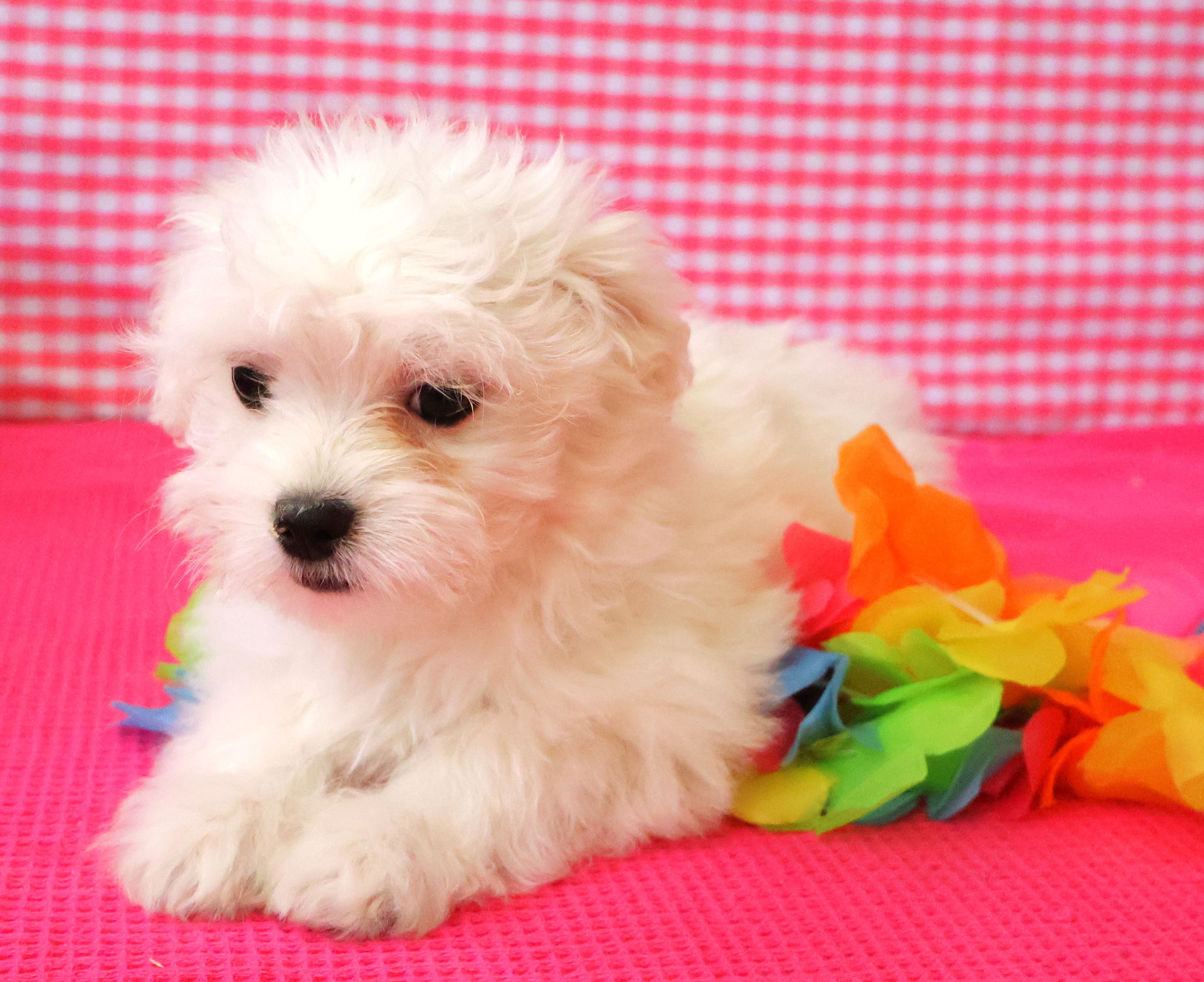 Maltezer | Hondenfokker Houssin Kuurne | Puppy’s te koop, pup te koop ...