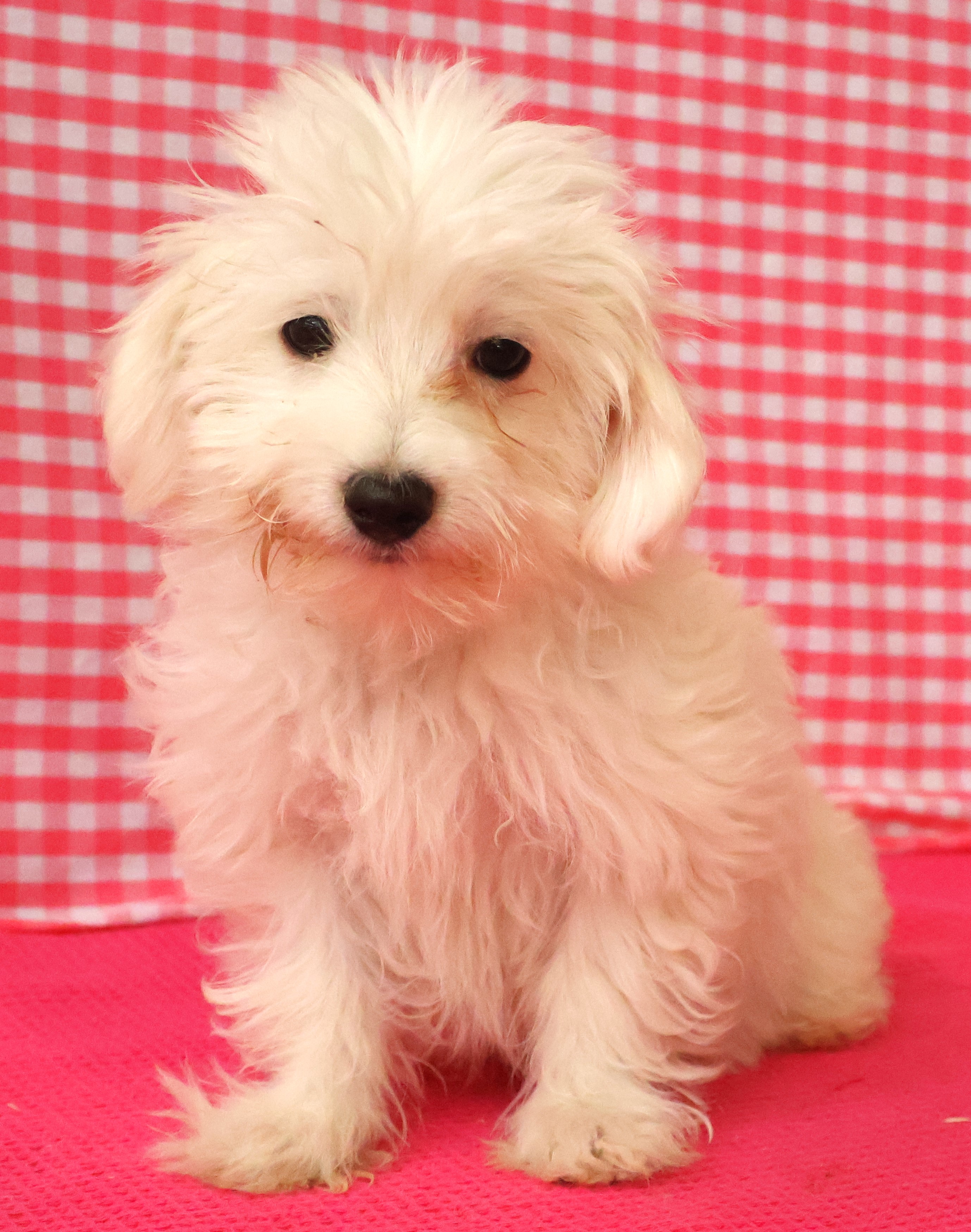 Maltezer | Hondenfokker Houssin Kuurne | Puppy’s te koop, pup te koop ...