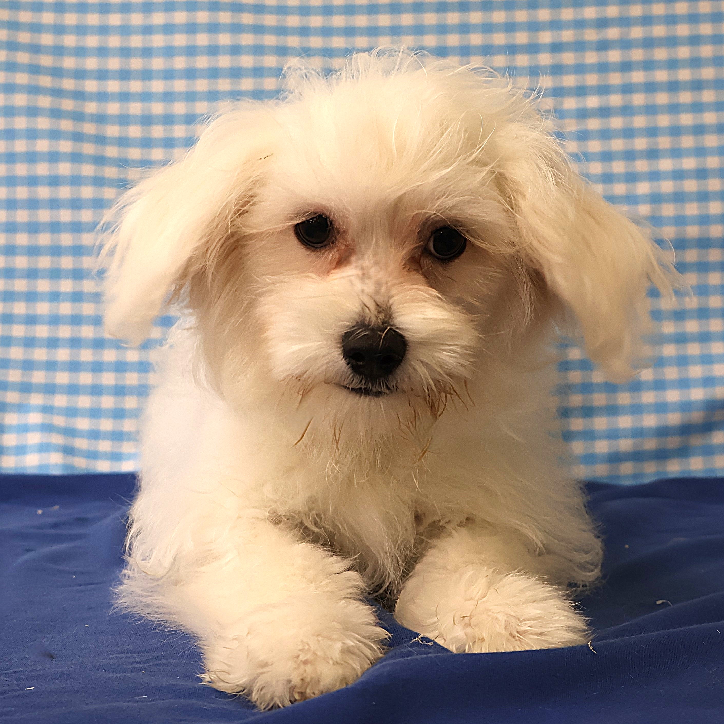 Maltezer | Hondenfokker Houssin Kuurne | Puppy’s te koop, pup te koop ...