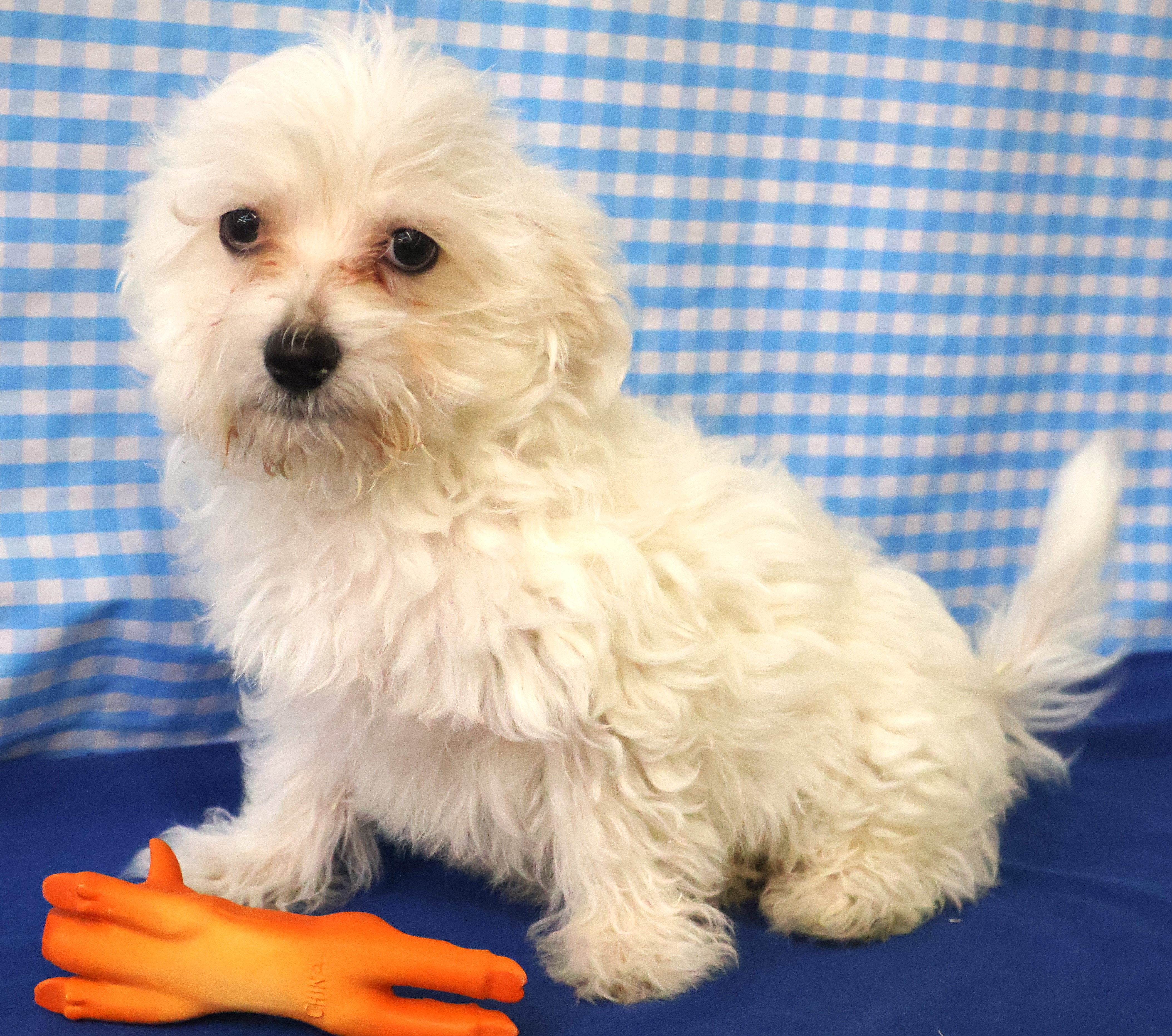 Maltezer | Hondenfokker Houssin Kuurne | Puppy’s te koop, pup te koop ...
