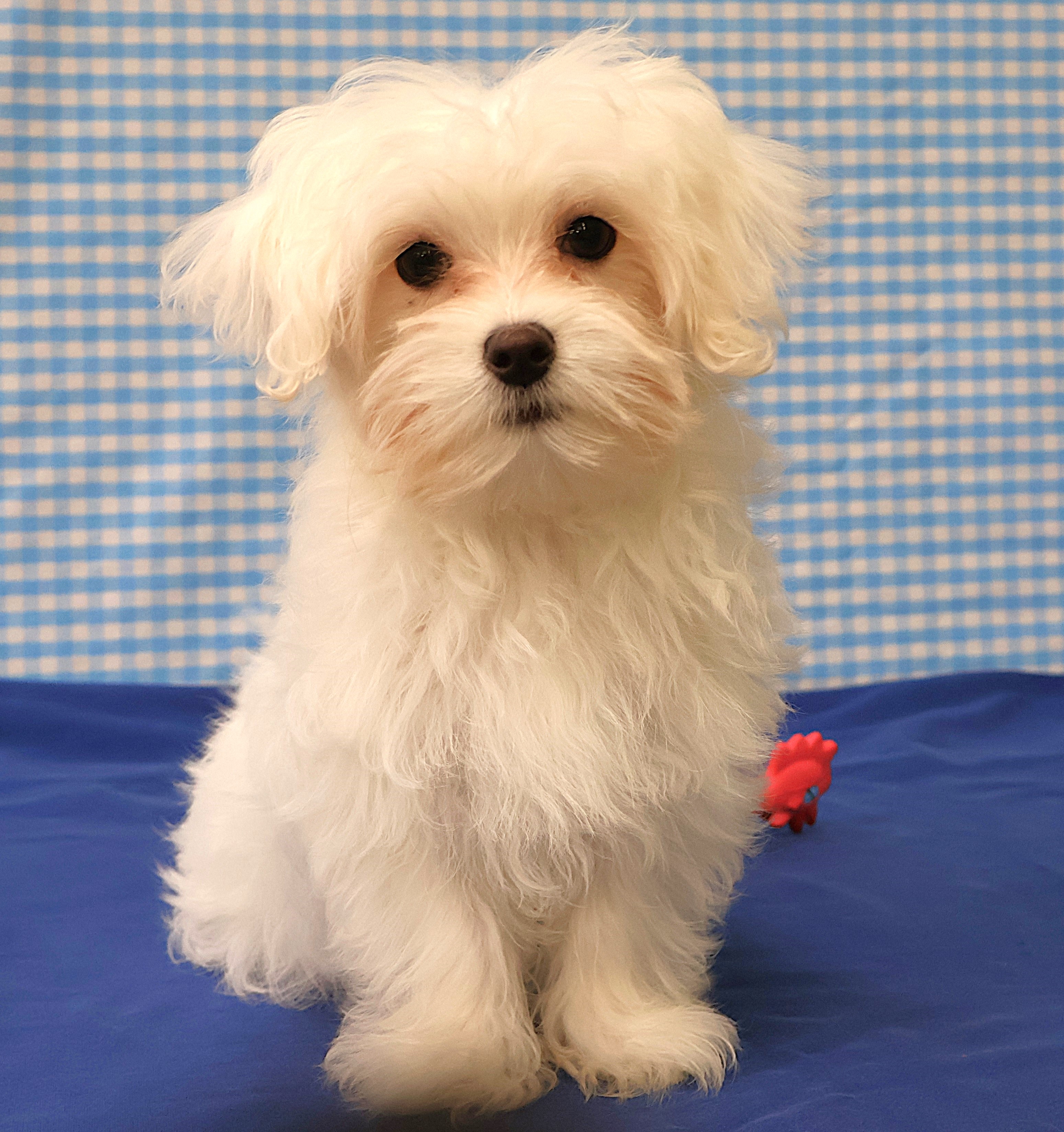 Maltezer | Hondenfokker Houssin Kuurne | Puppy’s te koop, pup te koop ...