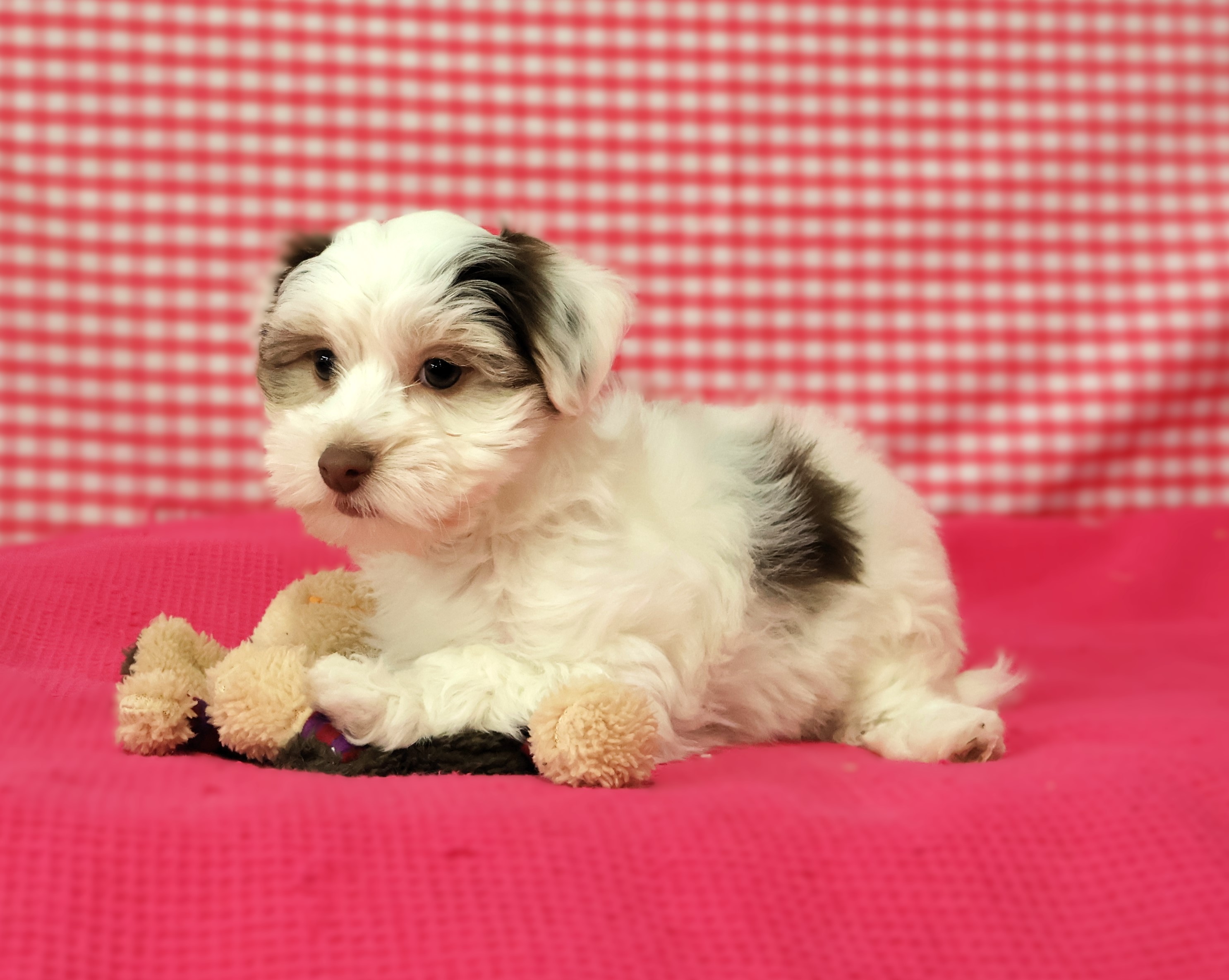 Maltezer | Hondenfokker Houssin Kuurne | Puppy’s te koop, pup te koop ...