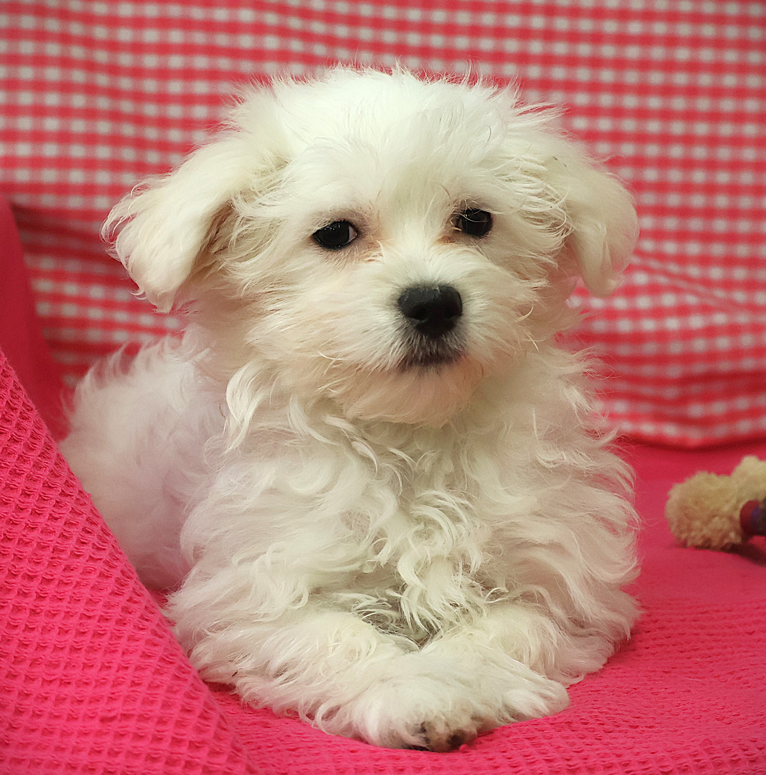 Maltezer | Hondenfokker Houssin Kuurne | Puppy’s te koop, pup te koop ...