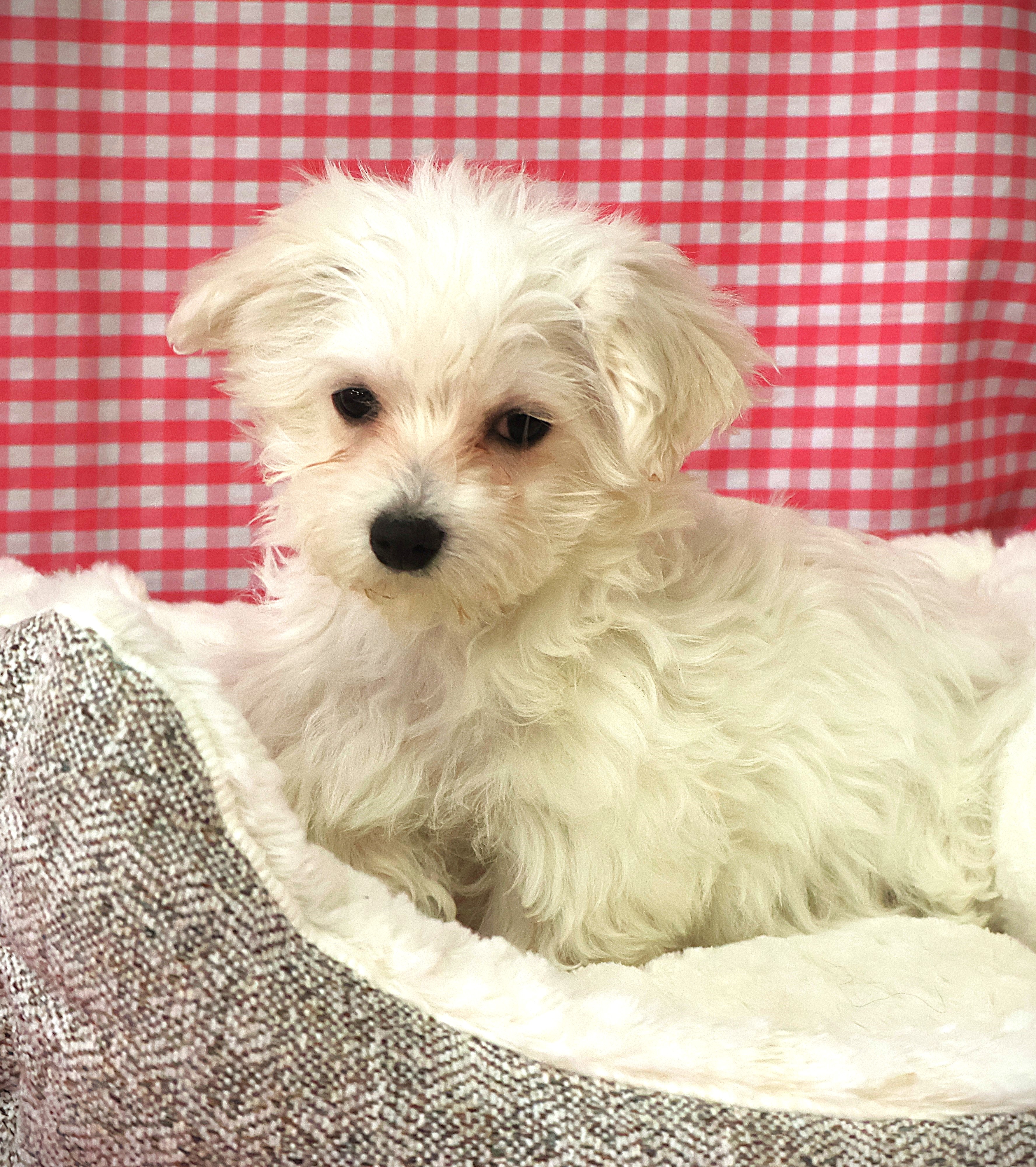 Maltezer | Hondenfokker Houssin Kuurne | Puppy’s te koop, pup te koop ...