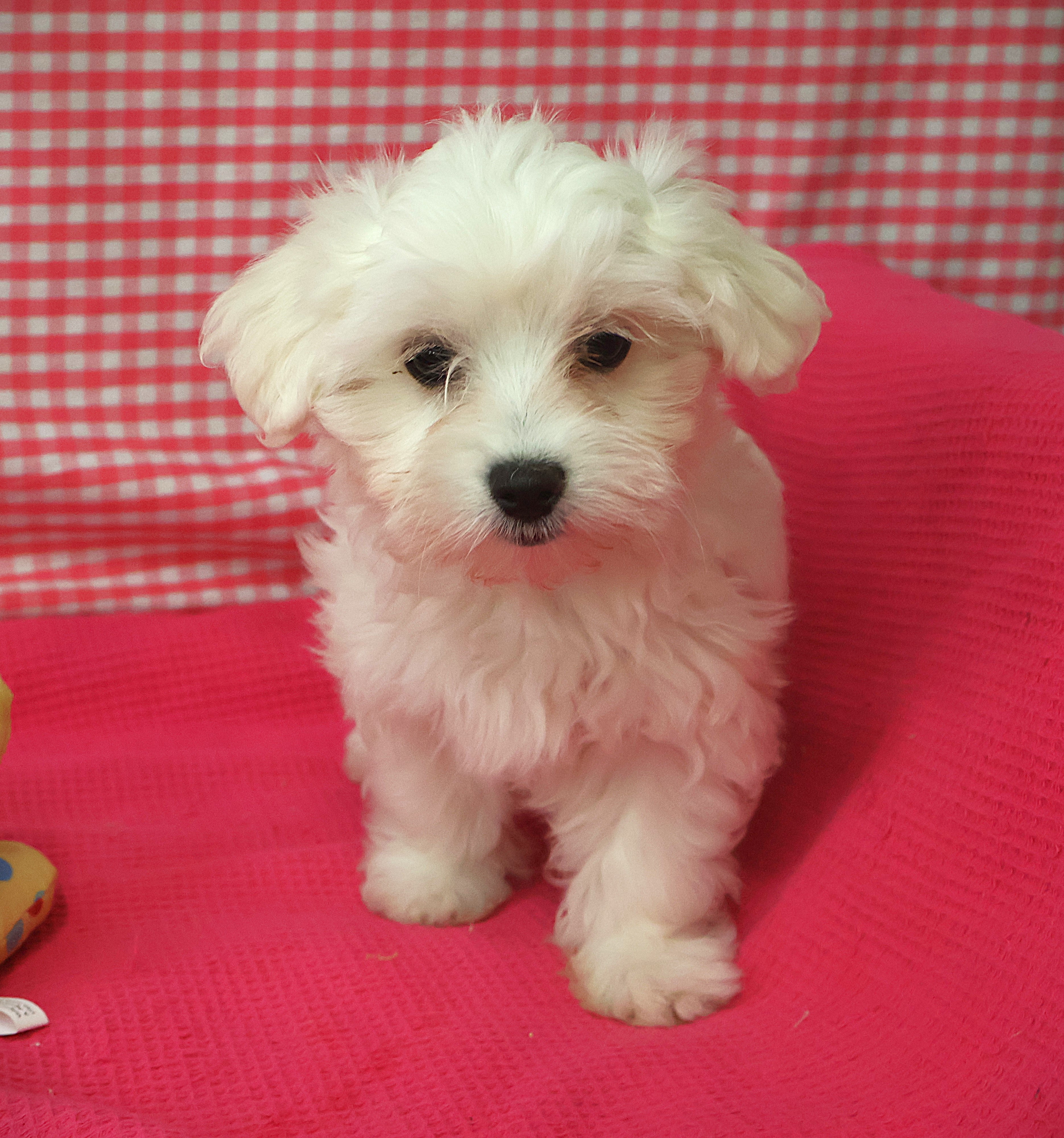 Maltezer | Hondenfokker Houssin Kuurne | Puppy’s te koop, pup te koop ...