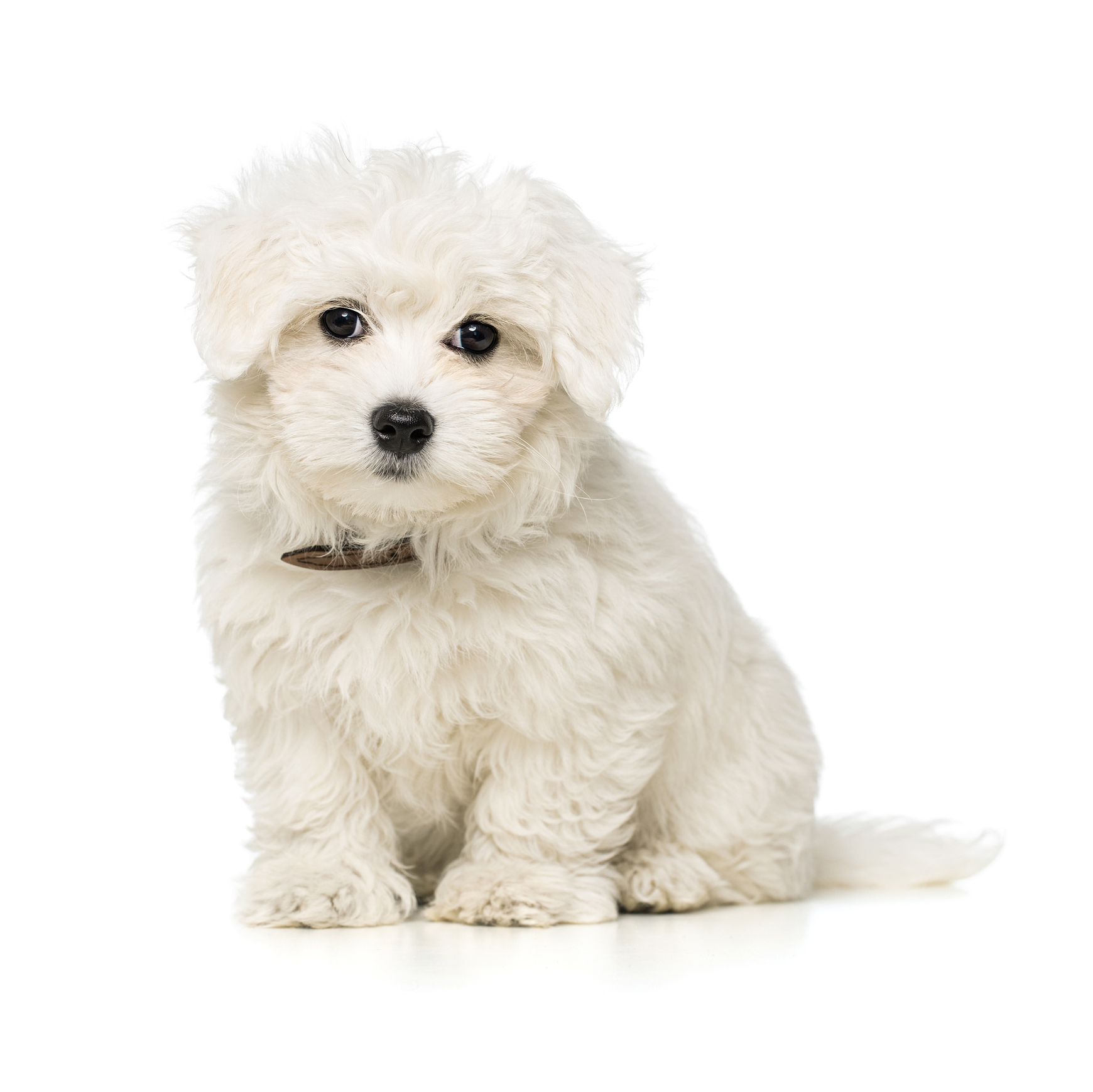 Maltezer | Hondenfokker Houssin Kuurne | Puppy’s te koop, pup te koop ...