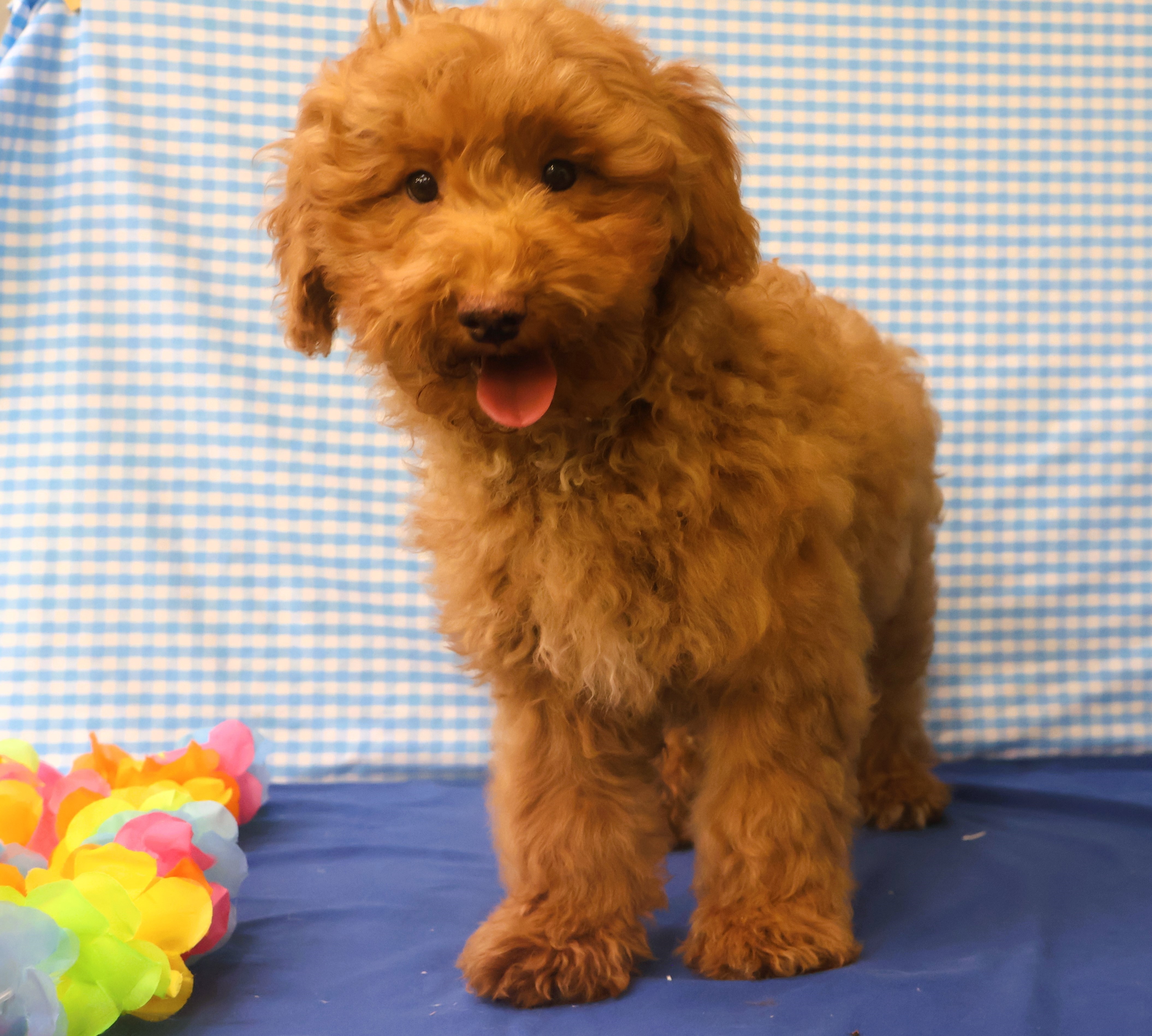 Offre Exceptionnelle | Éleveur de chiens Houssin Kuurne |Chiots à ...