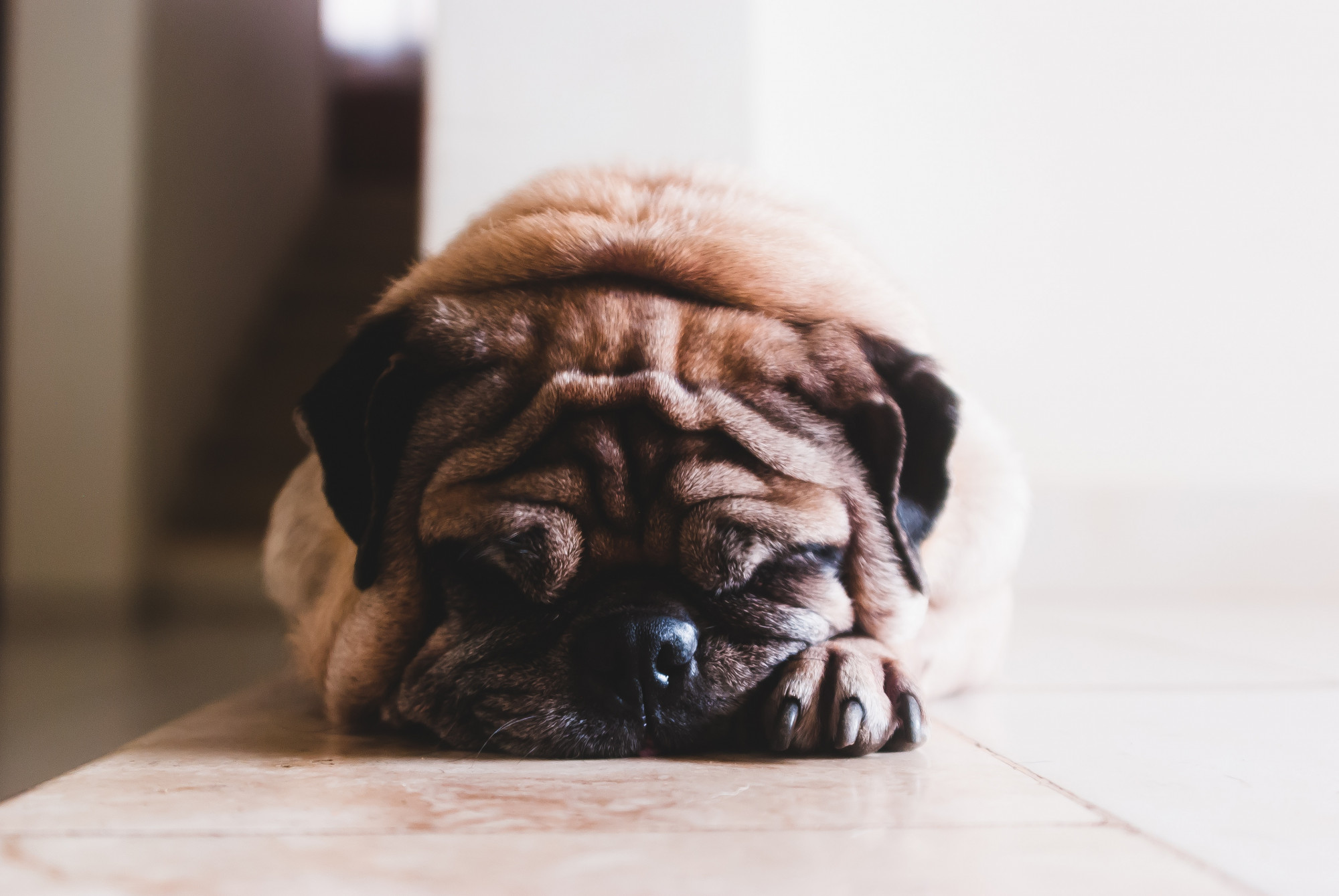 Onze troeven | Hondenfokker Houssin Kuurne | Puppy’s te koop, pup te ...
