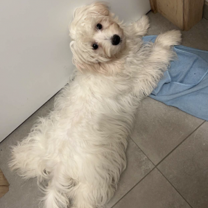 Flipke, de Maltezer | Hondenfokker Houssin Kuurne | Puppy’s te koop ...