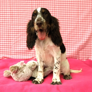 Engelse Cocker Spaniël | Hondenfokker Houssin Kuurne | Puppy’s te koop ...