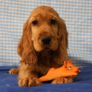 Engelse Cocker Spaniël | Hondenfokker Houssin Kuurne | Puppy’s te koop ...